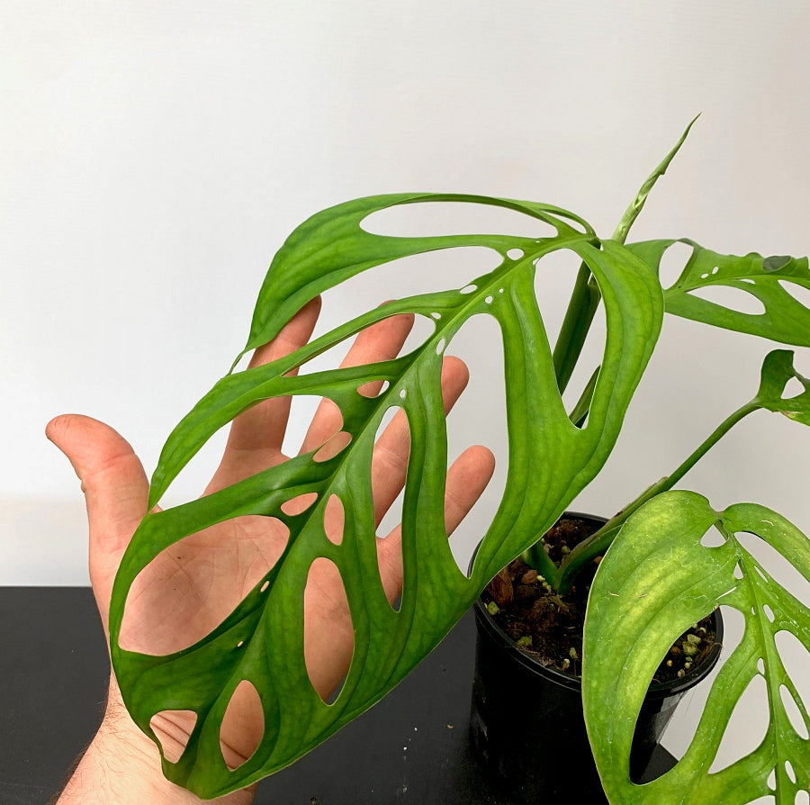 Monstera epipremnoides ''Esqueleto'' (1 Leaf Cutting)