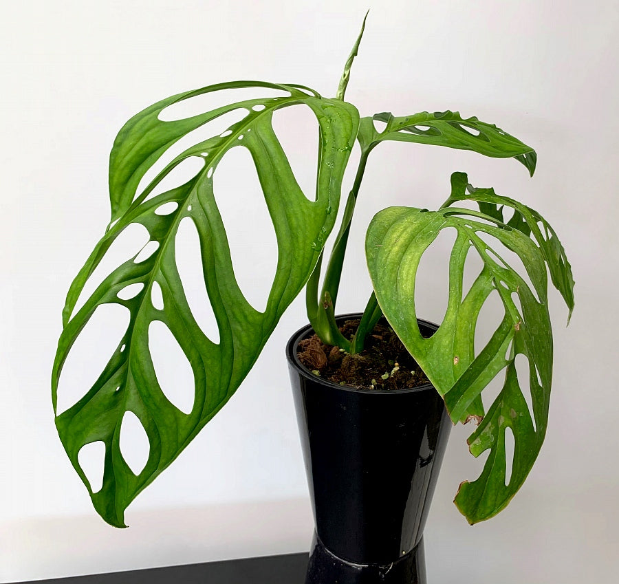 Monstera epipremnoides ''Esqueleto'' (1 Leaf Cutting)