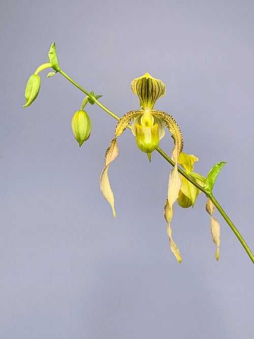 Paphiopedilum Michael Koopowitz "Zephyrus Best'' X Paph.lowii var.alba