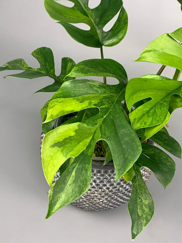 Monstera minima variegated (3-5 Leaves)