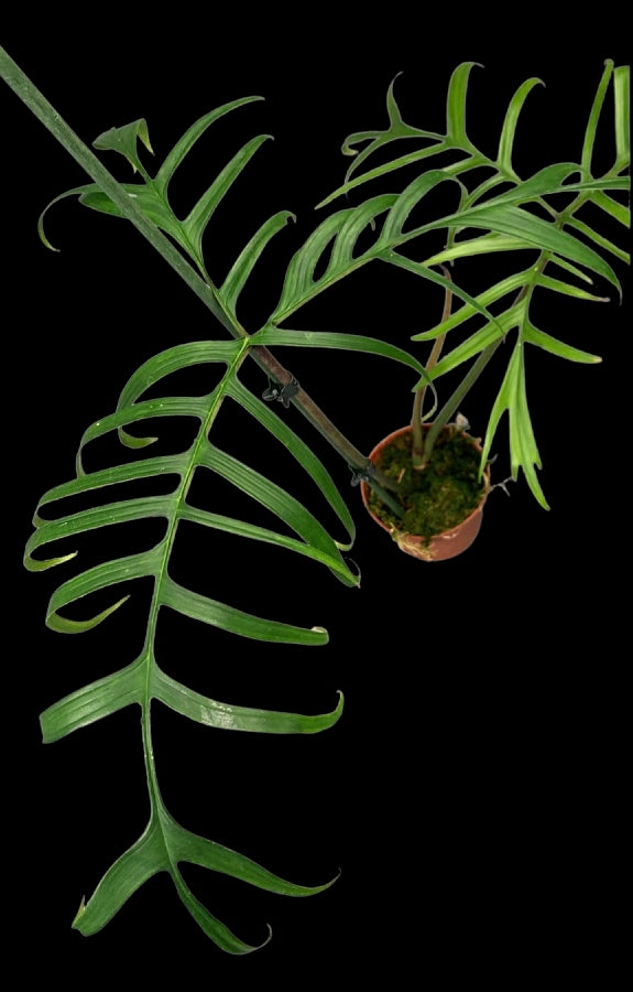 Philodendron polypodioides "Brasilien" Big Leaves