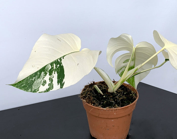 Monstera deliciosa Variegata albo ''Almost Full Moon '' (3 leaves)