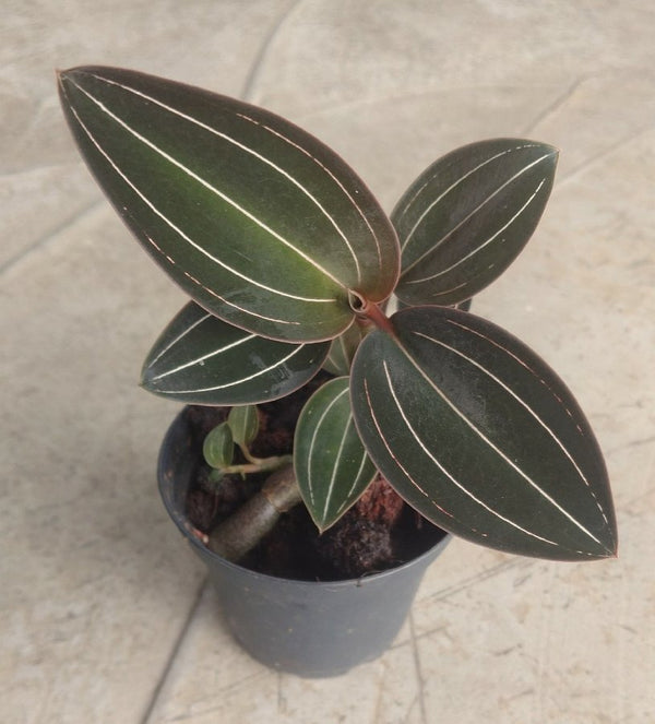 Ludisia