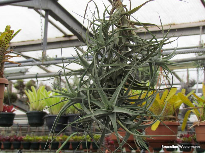 Tillandsia bergeri "Clumb"